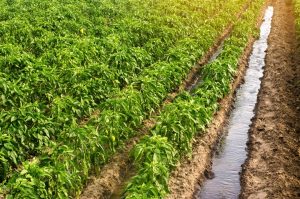 7 Agricultural Uses of Water in Farms - Powered by Orange